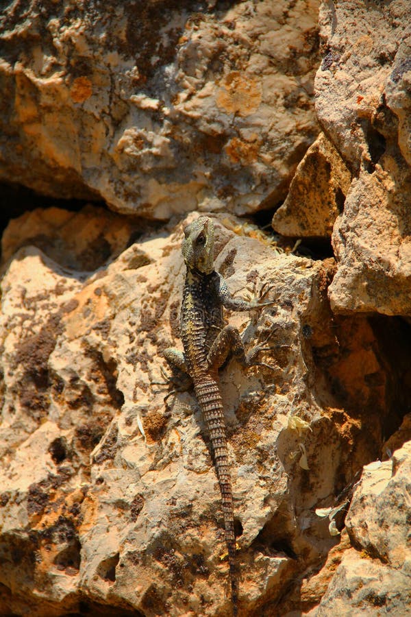 Desert lizard on the rock stock image. Image of camouflage - 17819785