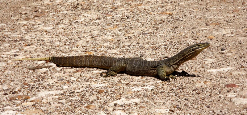 Dhub Lizard Kuwait stock image. Image of spiny, body, wildlife - 6080019