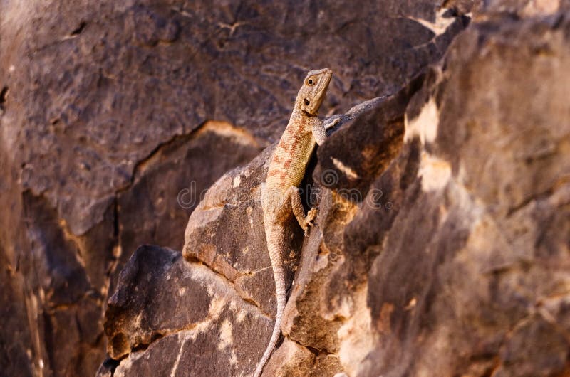 Desert lizard. stock photo. Image of ancient, aggressive - 15022696