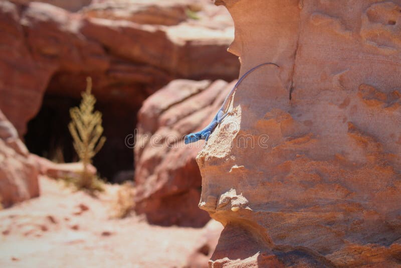 Desert lizard stock image. Image of beautiful, lizard - 83284061