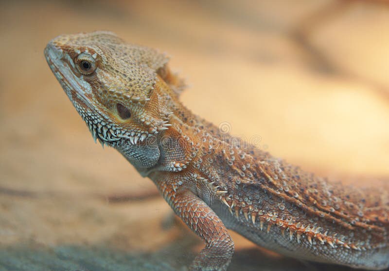 Desert lizard stock image. Image of dragon, closeup, blood - 92850577