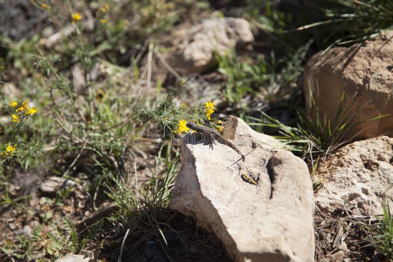 Desert Lizard on a Hot Rock Stock Image - Image of desolate, life ...