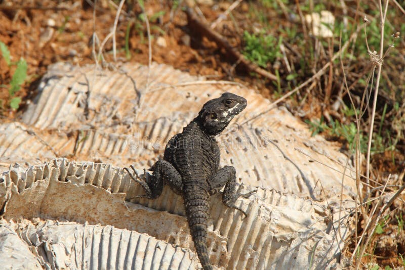 A Desert Lizard is Looking for Easy Prey Stock Image - Image of easy ...