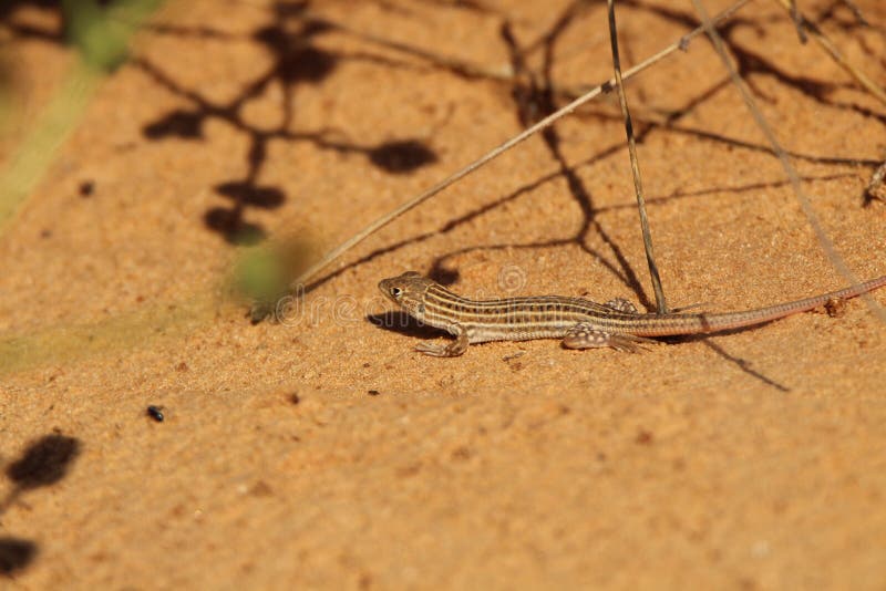 A Desert Lizard is Looking for Easy Prey Stock Image - Image of looking ...