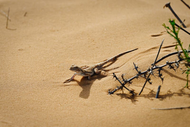 Desert Lizard on the Sand at Dune Big Brother Stock Photo - Image of ... Desert Lizard on the Sand at Dune Big Brother Stock Photo - Image of ...