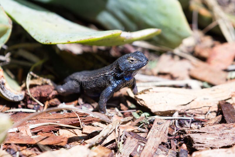 Desert lizard stock image. Image of animal, desert, bottom - 53276151