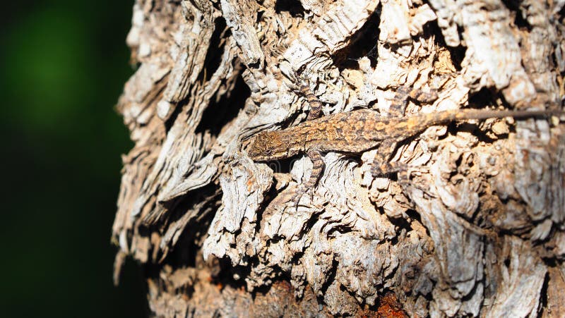 Camouflage stock photo. Image of vgphotoz, camouflage - 170111148