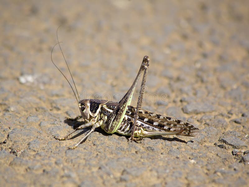 Desert locust stock photo. Image of locust, schistocerca - 5672642