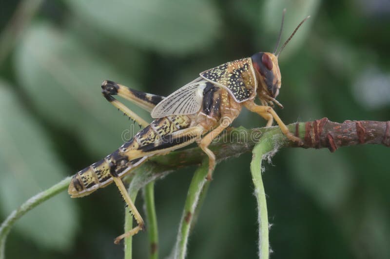 Desert locust stock image. Image of nature, branch, migratory - 387452075