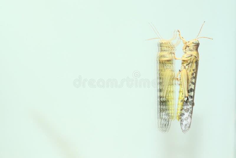 Desert locust stock image. Image of animal, locust, reflection - 80910217