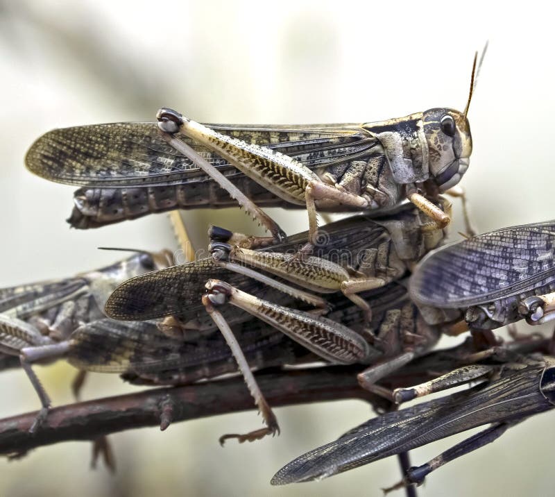 Locust swarm, isalo stock image. Image of landscape, insect - 26750841