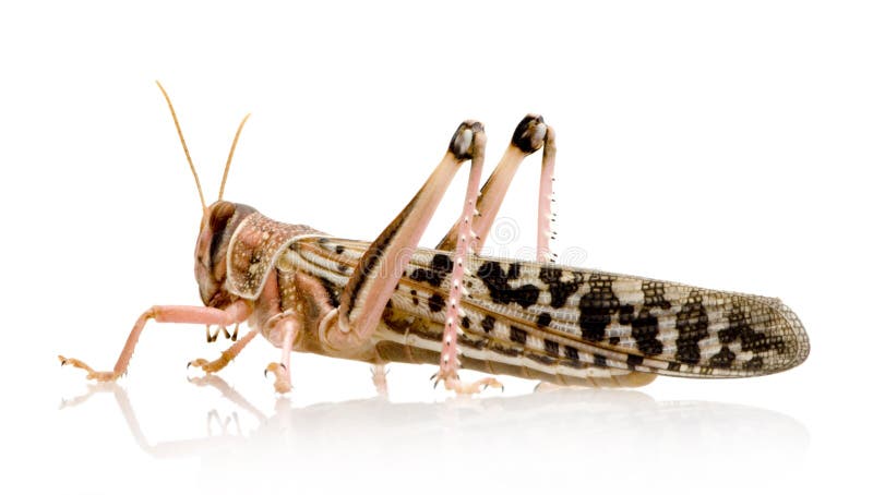 Desert Locust - Schistocerca Gregaria Stock Image - Image of ...