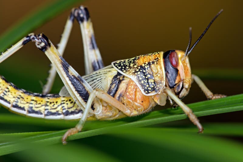 Desert Locust (Schistocerca Gregaria) Stock Image - Image of ...