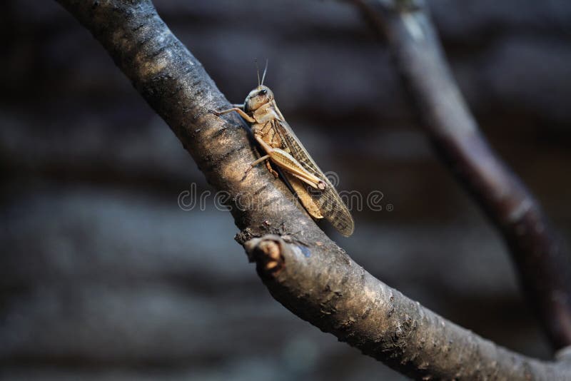 Desert Locust (Schistocerca Gregaria). Stock Image - Image of ...