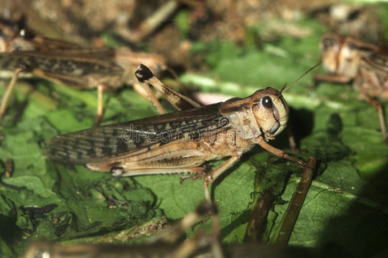 Desert Locust (Schistocerca Gregaria). Stock Photo - Image of green ...