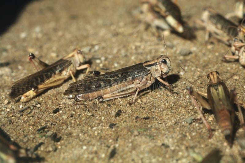 Desert Locust (Schistocerca Gregaria). Stock Image - Image of ...