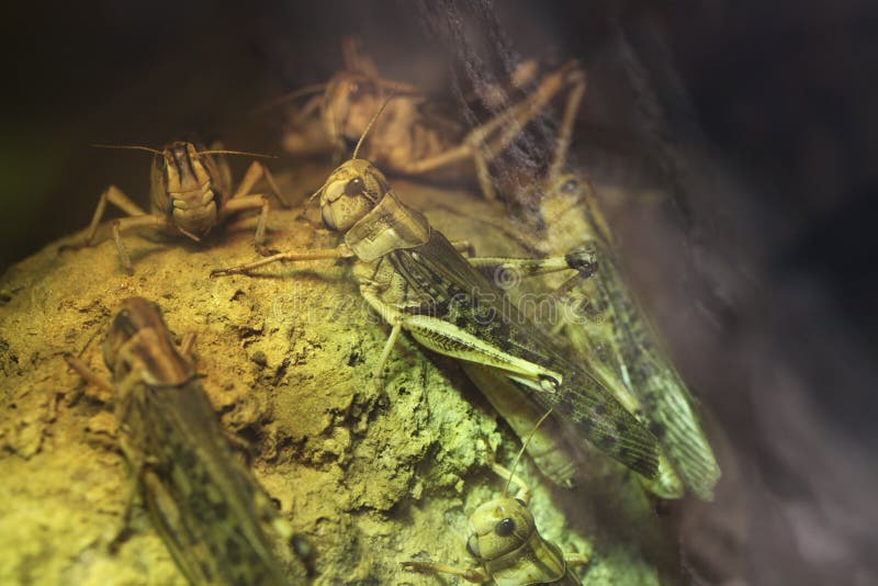 Desert Locust (Schistocerca Gregaria). Stock Image - Image of wild ...