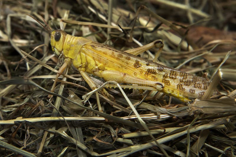 Desert Locust stock image. Image of insects, locust, legs - 83535139