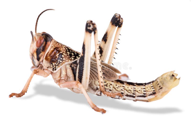 Locust on White Background. Side View Stock Photo - Image of america ...
