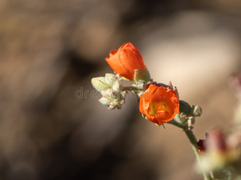 Desert Mallow Flower in Bloom Stock Image - Image of color, bare: 209717411