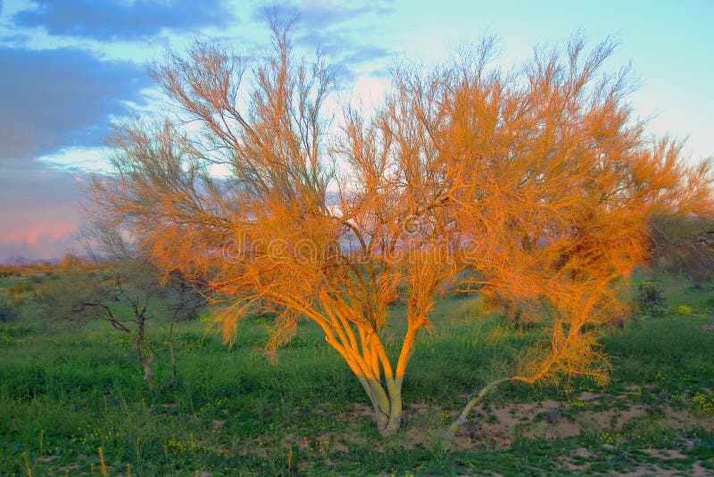 Mesquite Tree at Sunset stock photo. Image of grass - 199823462