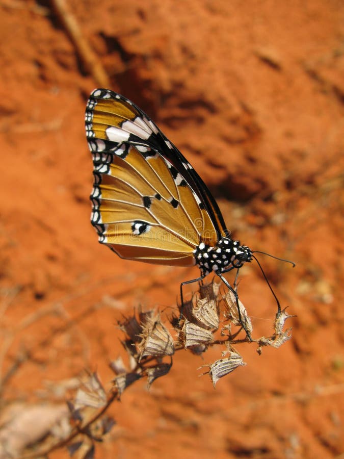 1+ Butterfly vietnam Free Stock Photos - StockFreeImages
