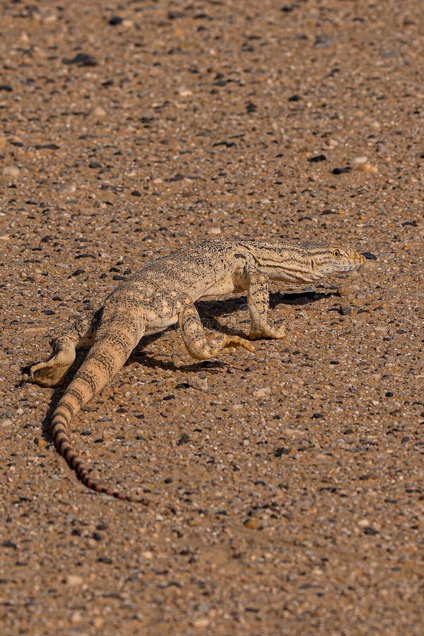 Desert Monitor Pictured in an Arid Landscape Stock Image - Image of ...