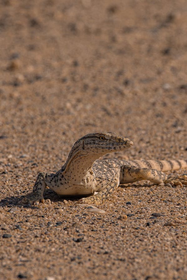 Desert Monitor Pictured in an Arid Landscape Stock Image - Image of ...