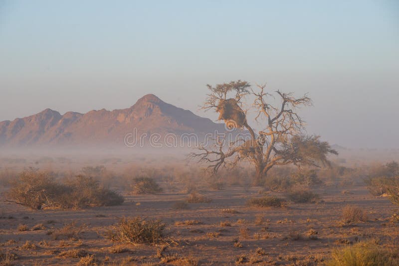 Desert morning landscape stock photo. Image of plain - 162961974