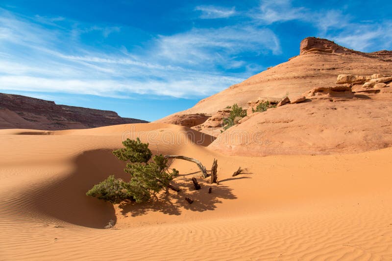 Desert Dry Scrub Bush Plants Sandy Stock Image - Image of bushes ...