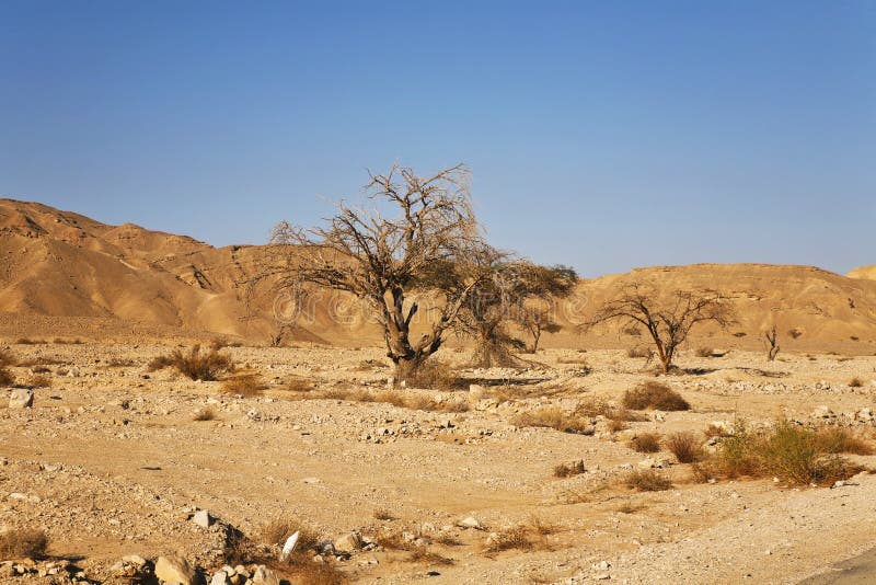 The desert in Israel stock photo. Image of jewish, sand - 29827344