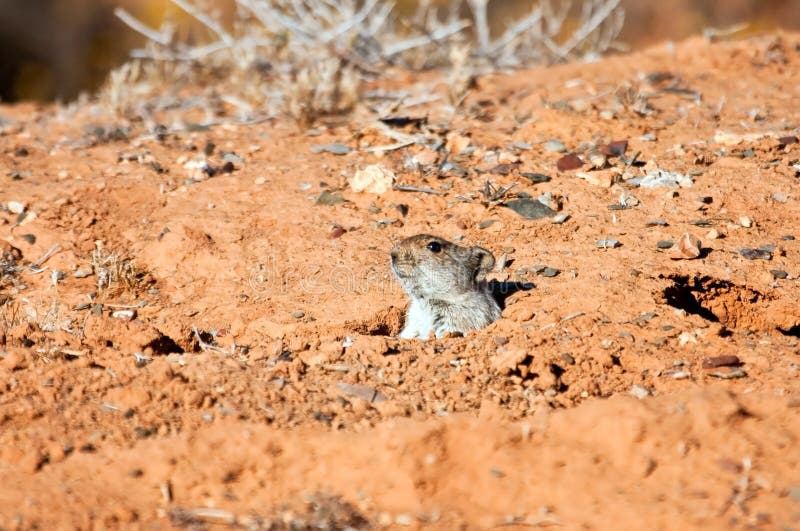 Desert mouse stock image. Image of grass, grey, outdoors - 12915881