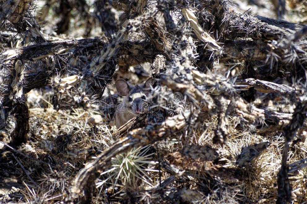 Desert Mouse stock photo. Image of creature, background - 235437674