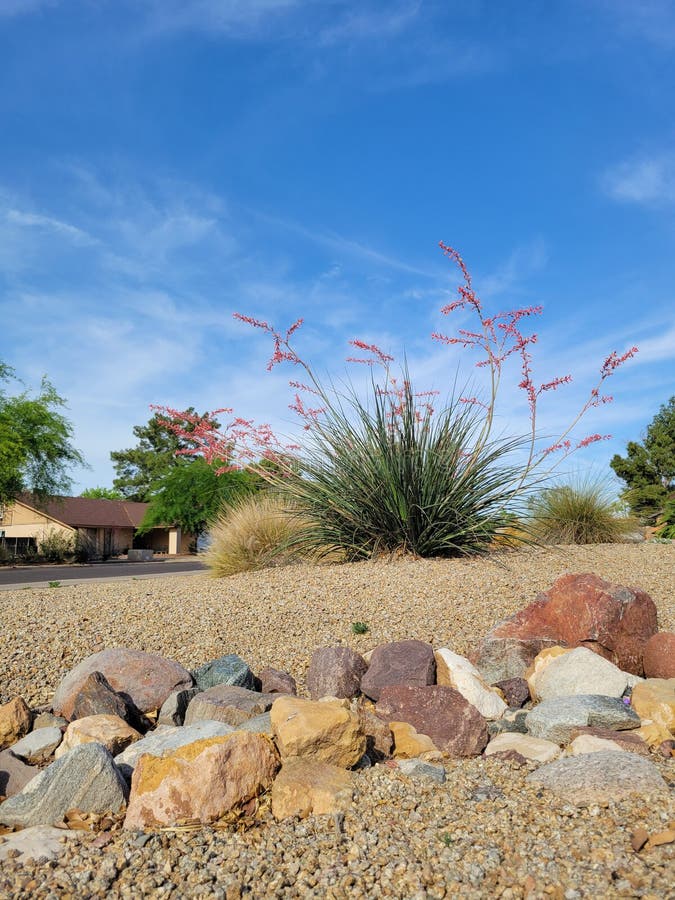 Red Yucca (Hesperaloe Parviflora) in Spring Stock Photo - Image of ...
