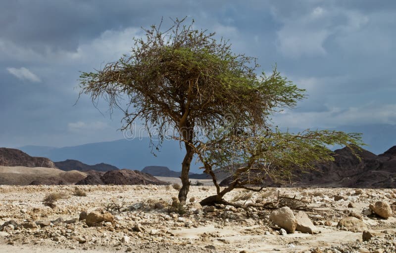 Desert of Negev in the Spring, Israel Stock Photo - Image of mineral ...