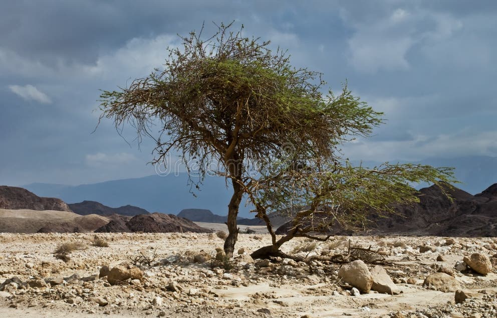 Desert of Negev in the Spring, Israel Stock Photo - Image of mineral ...