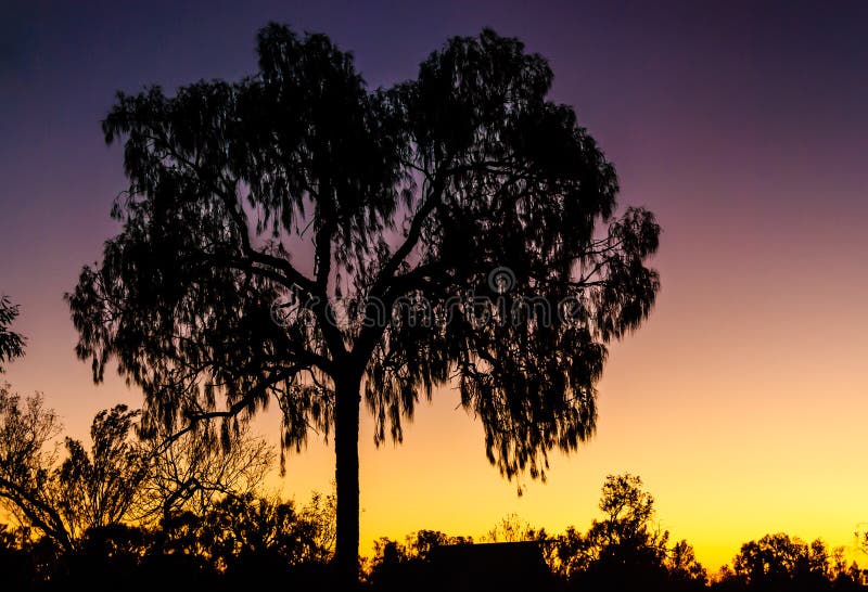 Desert Oak Outback Australia Sunset Stock Image - Image of tree, bush ...
