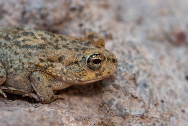 Desert stock photo. Image of middle, arab, alwahiba, landscape - 13435696