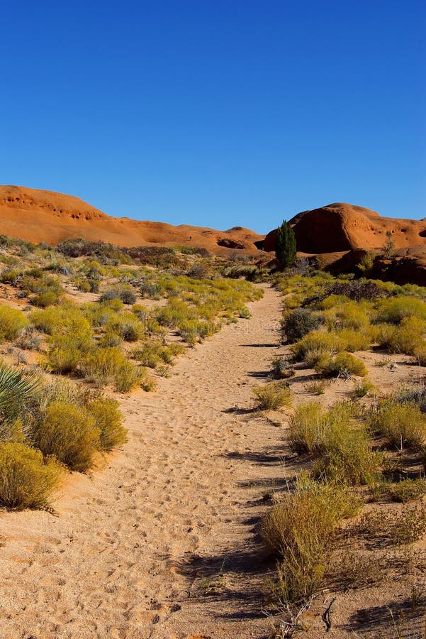 Desert Path stock image. Image of desert, blue, tree, arid - 3564525
