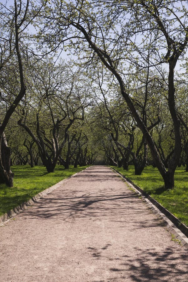 Path between the Low Apple Trees Stock Image - Image of farming, fall ...