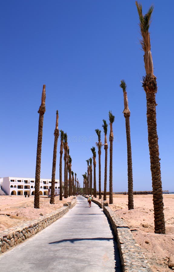 Desert pathway trees stock photo. Image of trees, sandy - 2897516