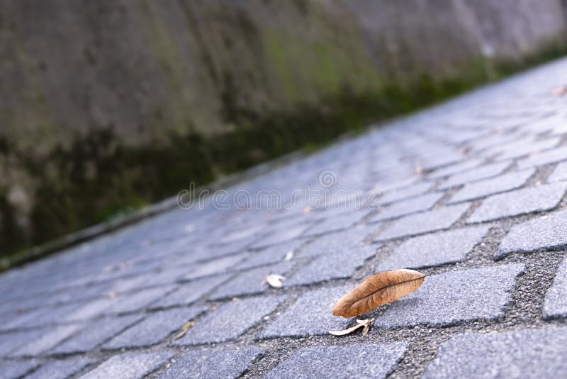 Desert Pavement with a Single Leaf. Stock Image - Image of closeup ...