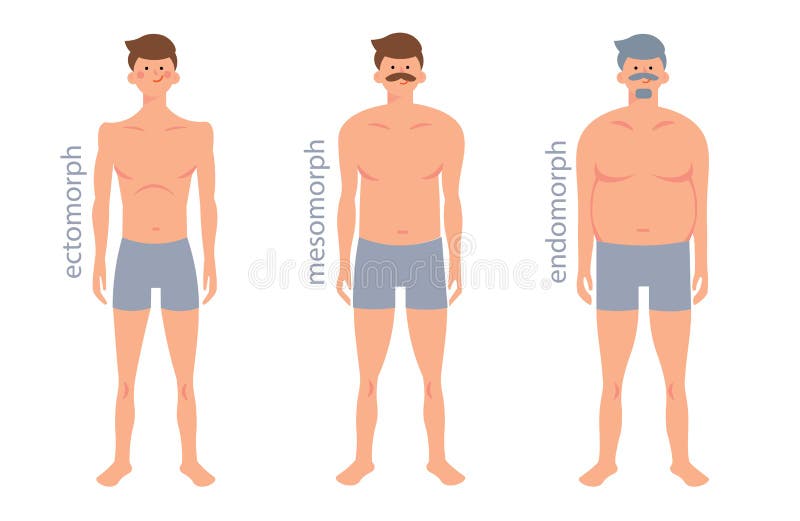 Somatotypes Vector Stock Illustrations – 12 Somatotypes Vector Stock ...