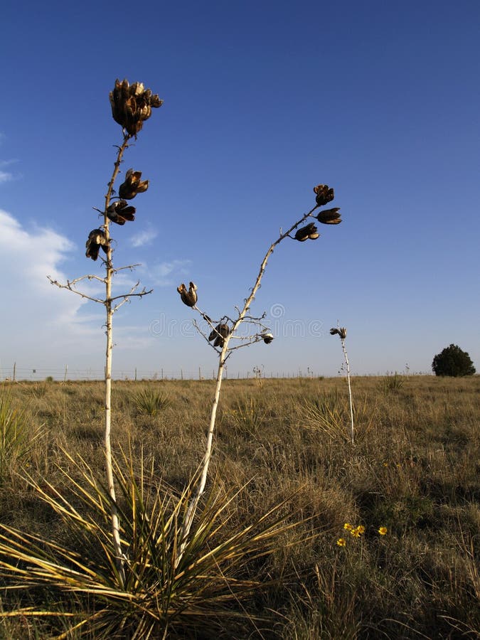 Desert plant stock image. Image of blue, desert, plant - 12977237
