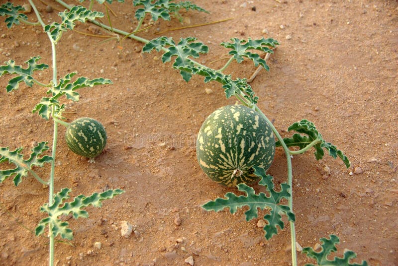 Desert plant, Libya stock photo. Image of africa, flora - 12526506