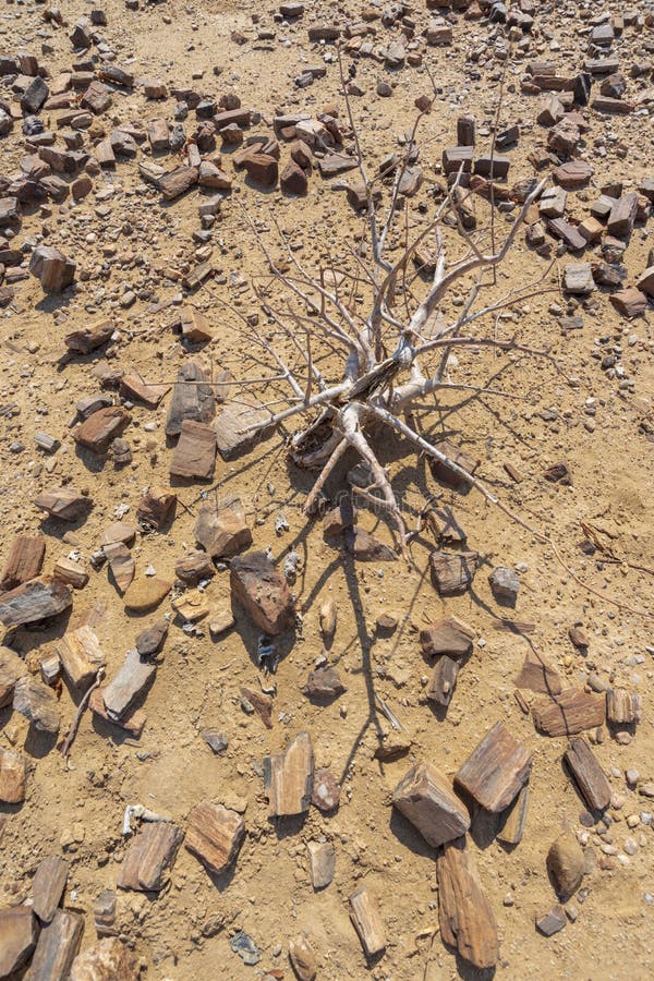 135 Small Plant Desert Namibia Stock Photos - Free & Royalty-Free Stock ...