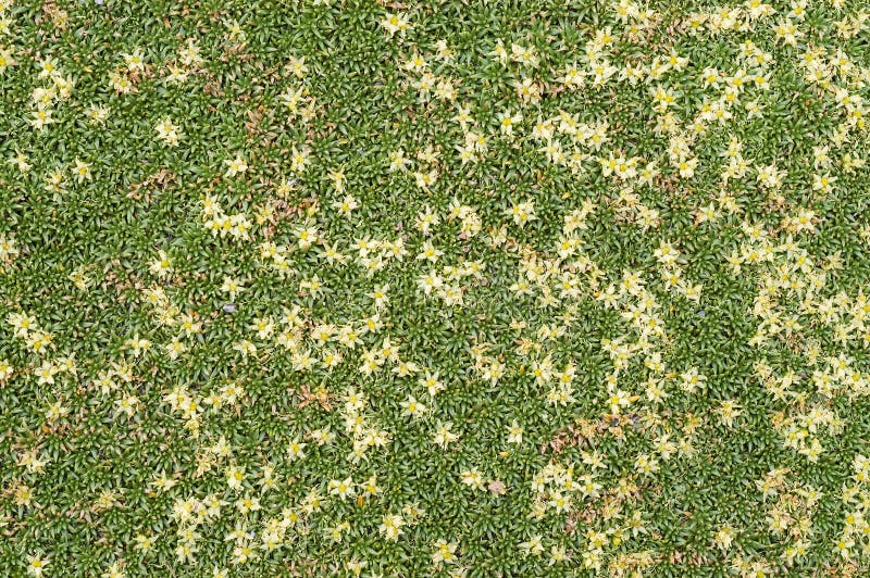 Desert Plant Texture for Background Stock Photo - Image of cold, detail ...