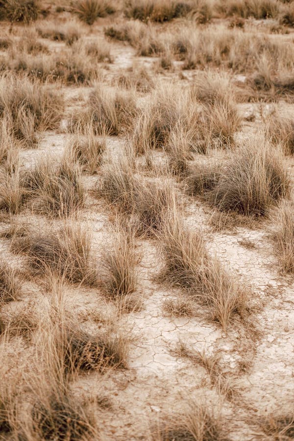 Desert Plants Growing on Dry Soil Stock Photo - Image of plants, lost ...
