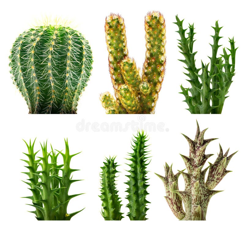 Desert plants isolated stock photo. Image of grow, plant - 118146410