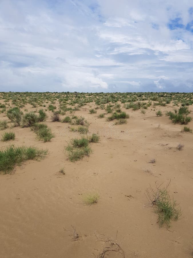 Desert plants stock photo. Image of valley, prairie - 254615976
